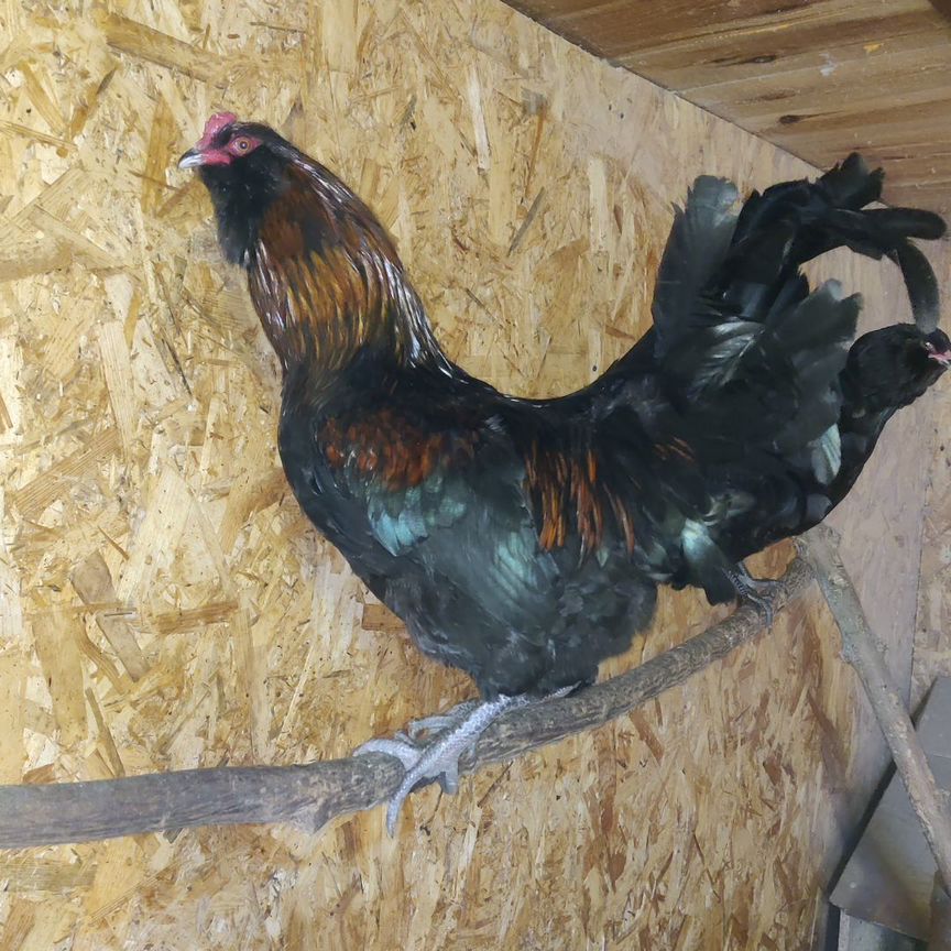 Амераукана семья