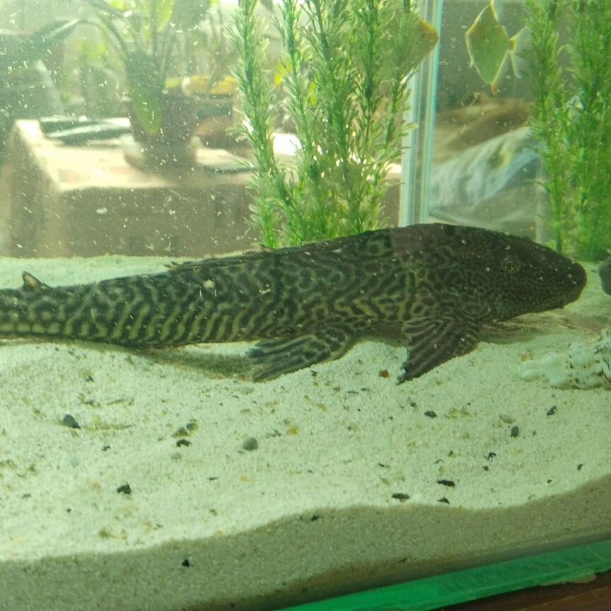 Сом плекостомус