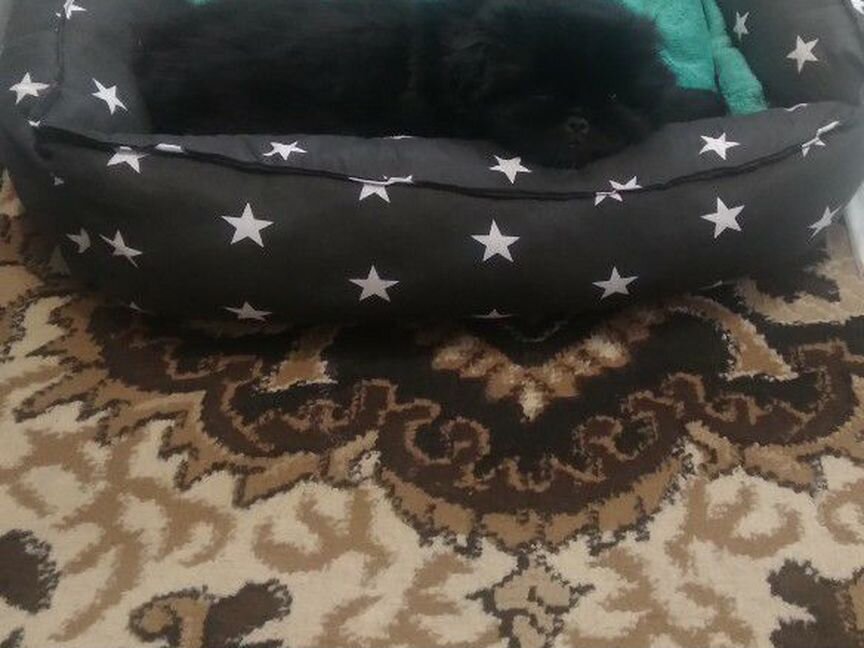 Пекинес девочка