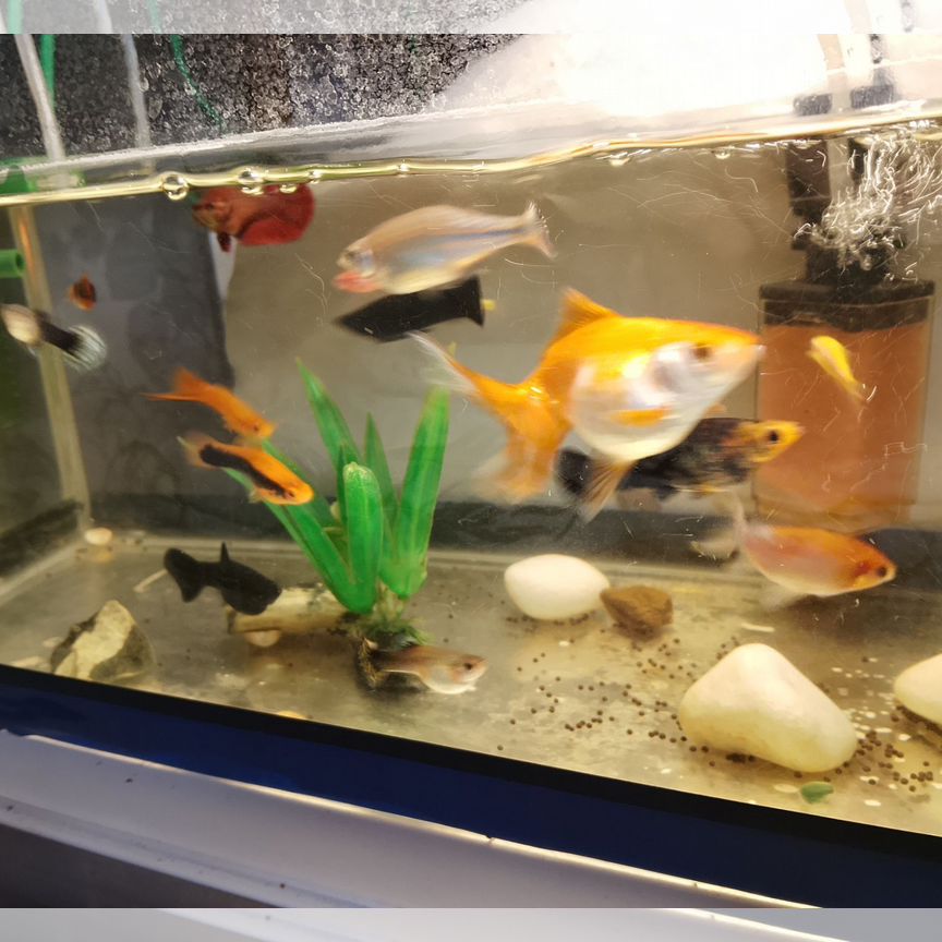 Аквариумные рыбки