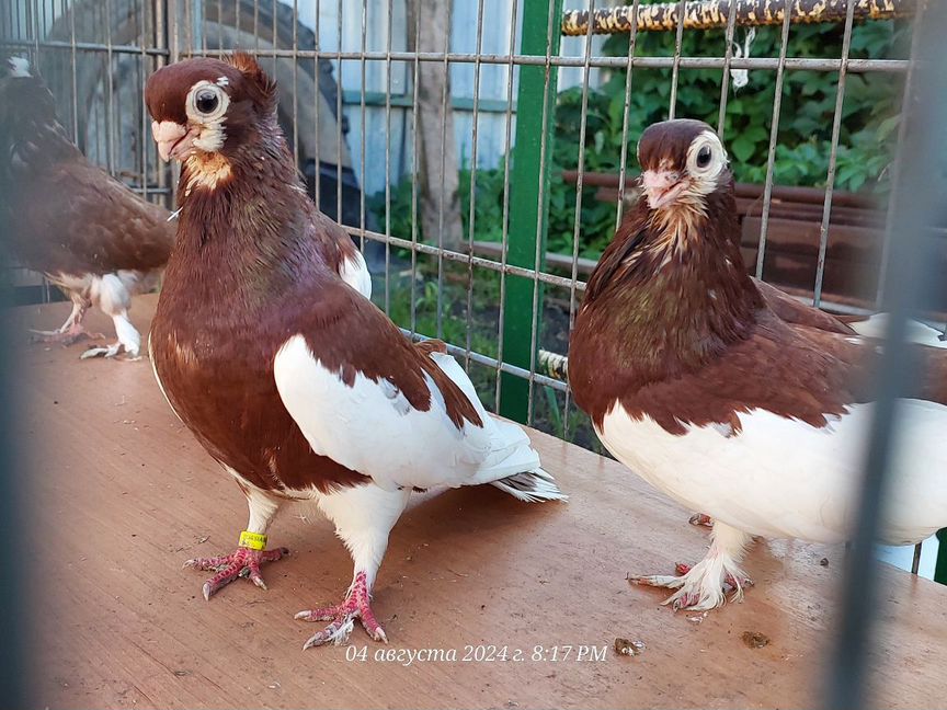 Голуби турманы краснопегие