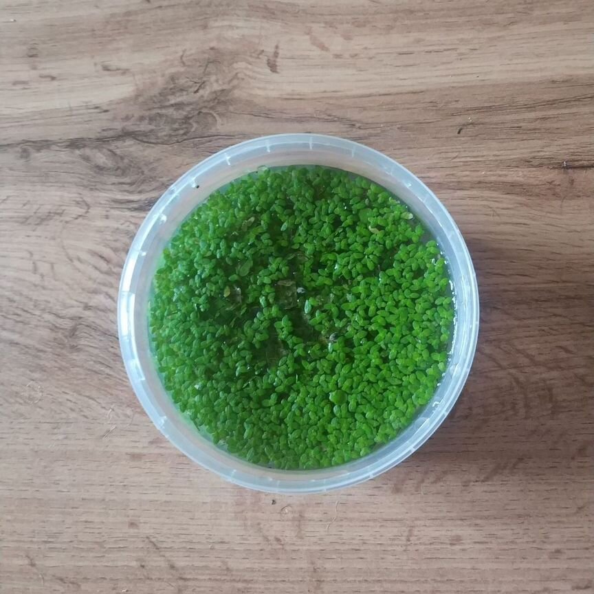 Ряска для аквариума