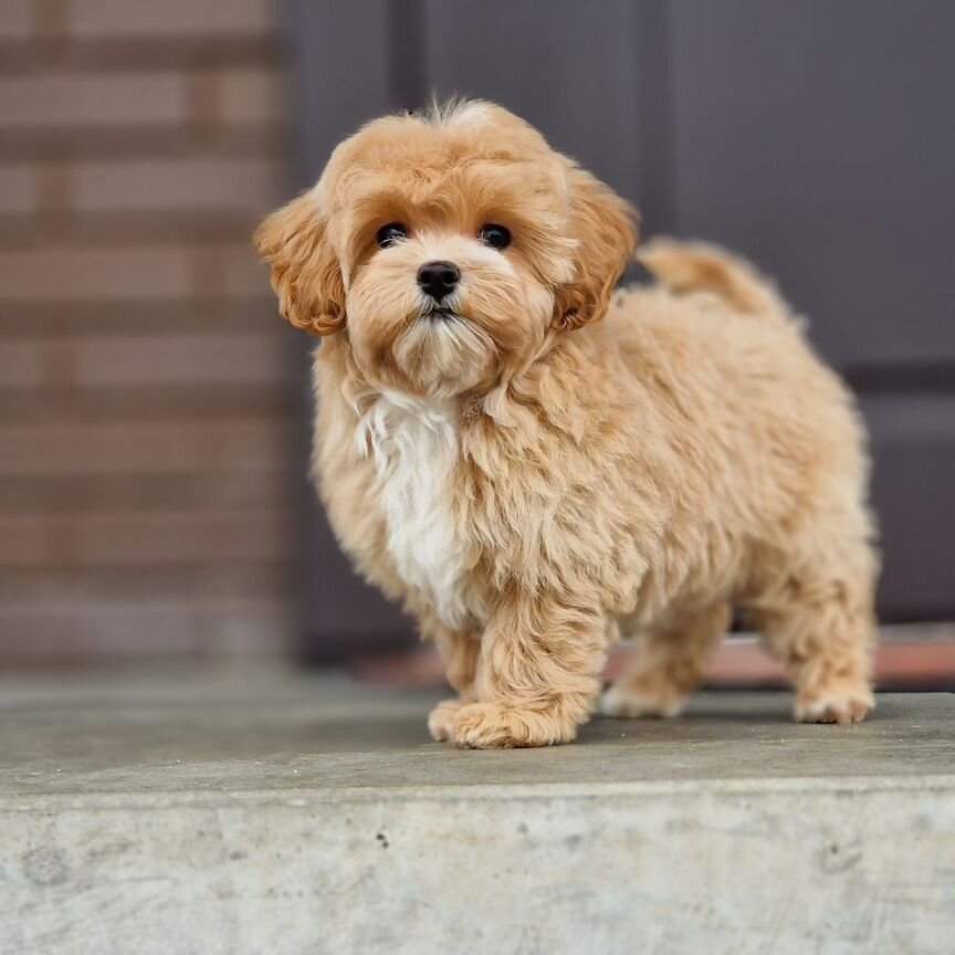 Девочка мальтипу