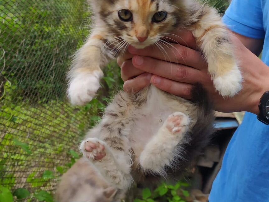 Котята