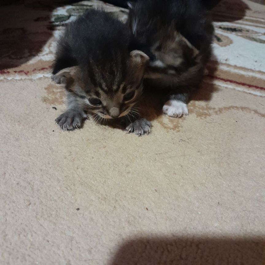 Котята в добрые руки,дворняжки