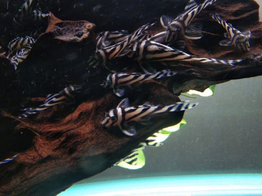 Номерной сом l144 Snow White вуаль,046