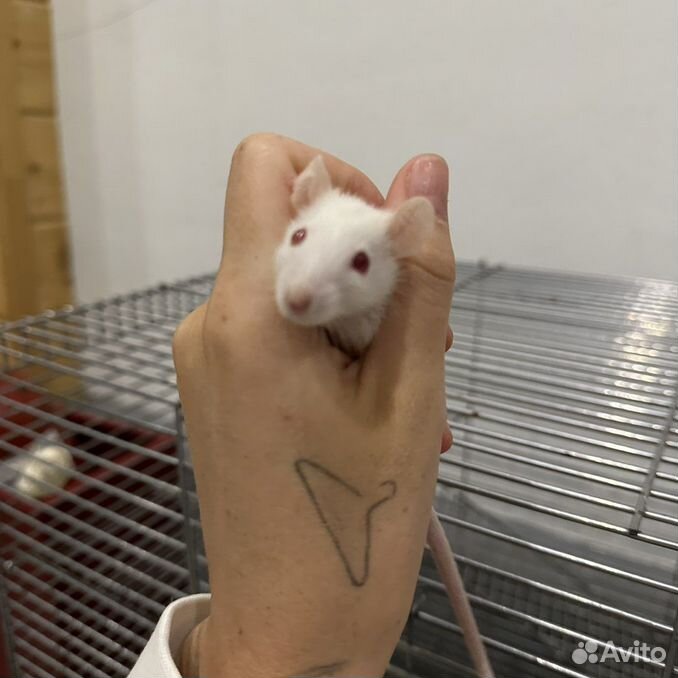 Декоративная крыса