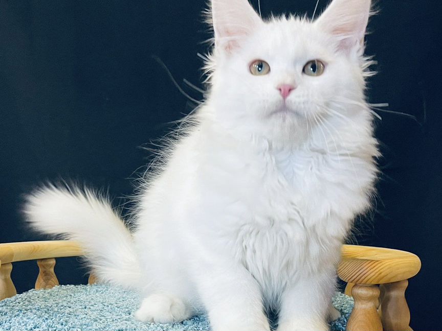 Белая девочка мейн кун