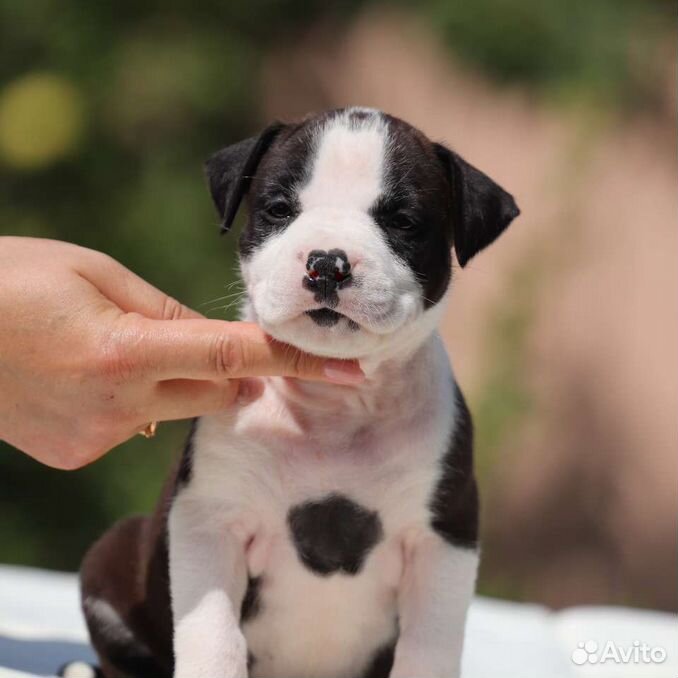 Черно-белые девочки амстаффики