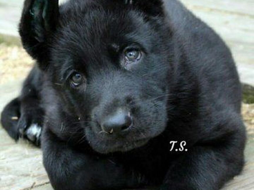 Чистокровные немецкие овчарки- предлагаются щенки