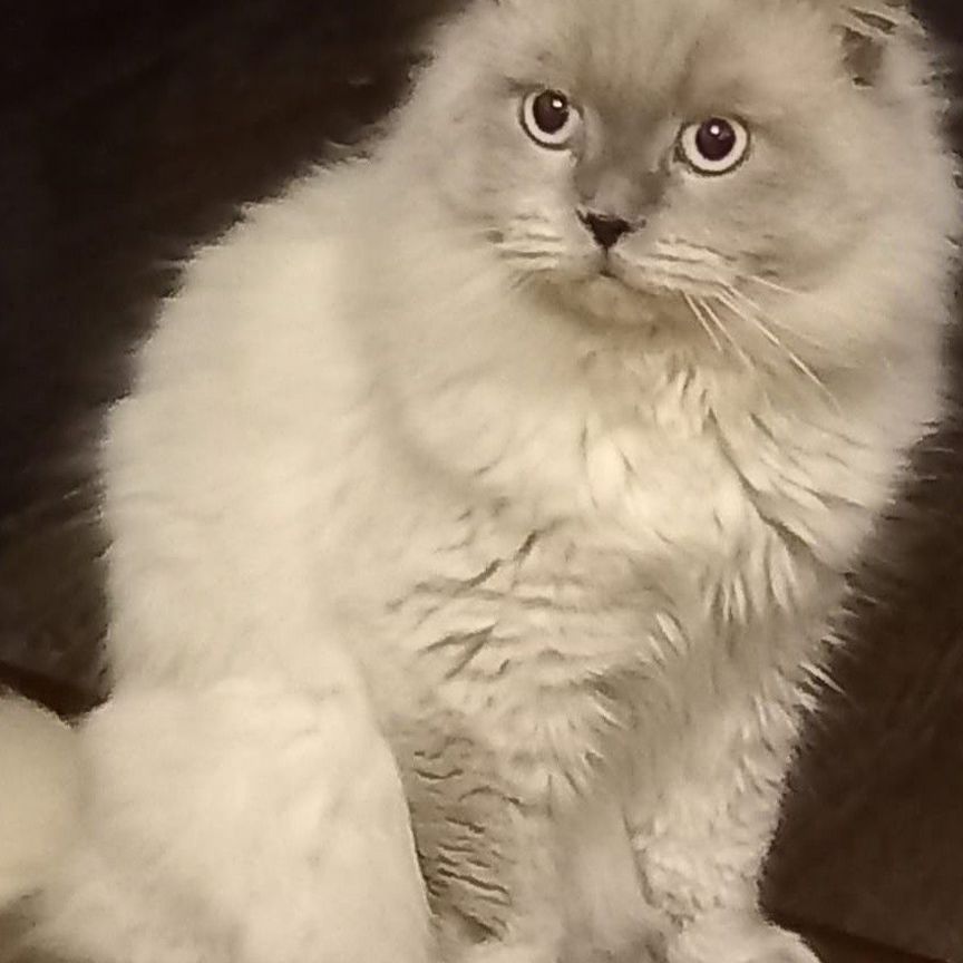 Котёнок