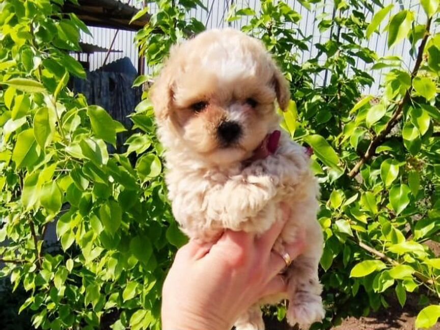 Щенки мальтипу f1 мини бэбифейс