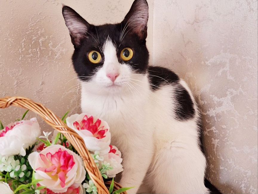Котик Феликс