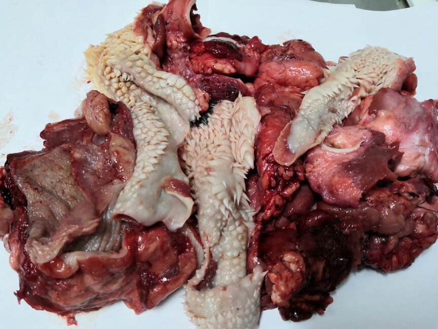 Мясо для собак