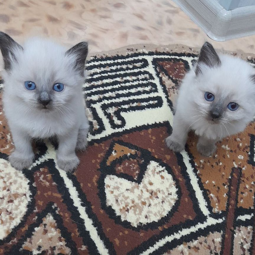 Невские маскарадные котята