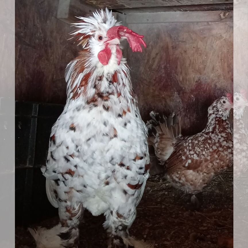 Петушок Бентамки