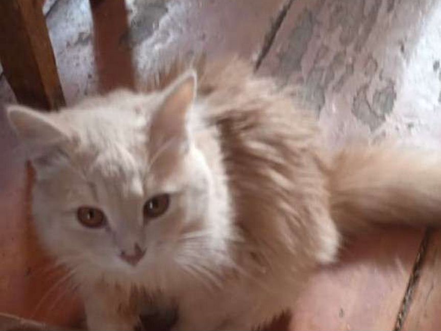 Мальчик 6мес, персик