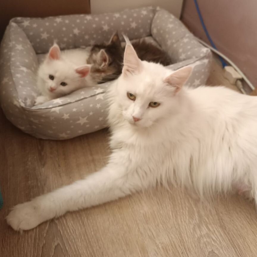 Чистопородные котята Мейн Кун