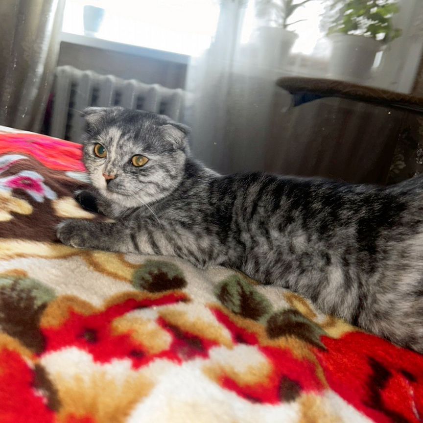 Британка скотиш фолд