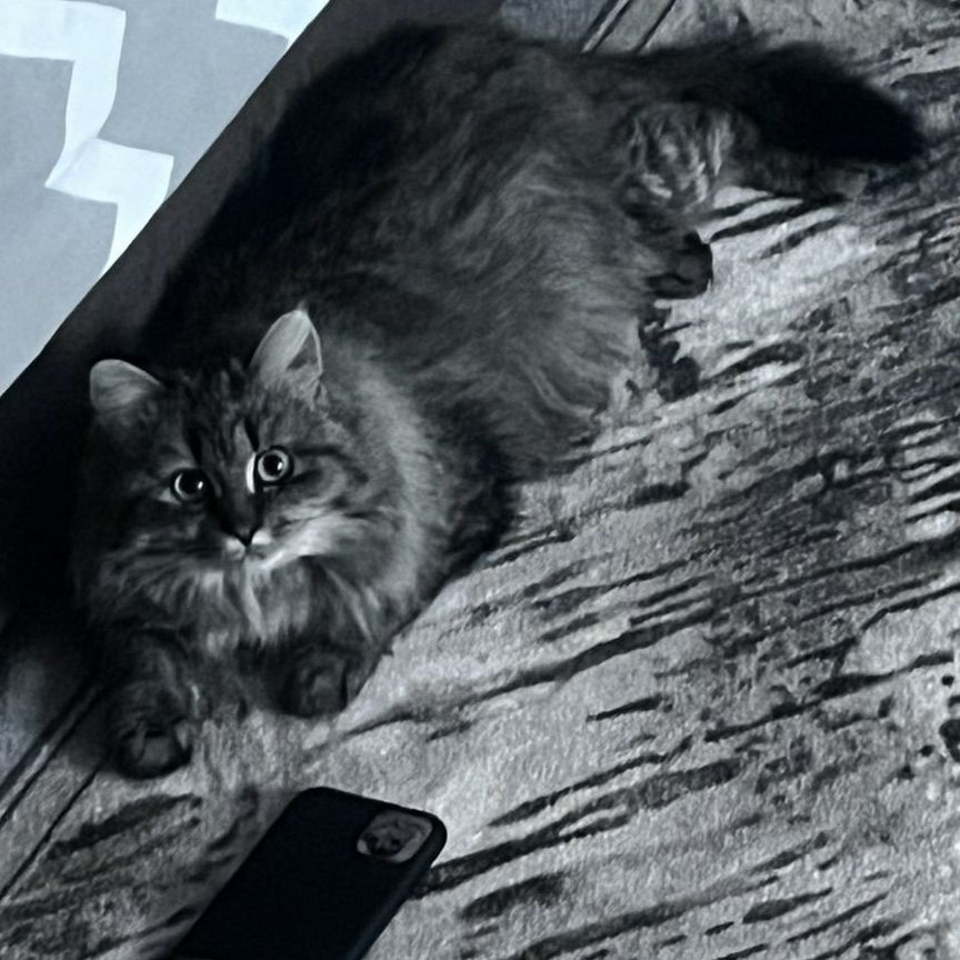 Взрослый кот в добрые руки