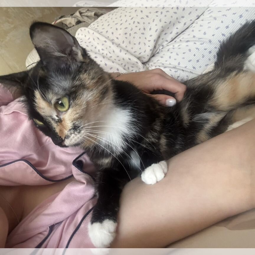 Взрослая, кошка в добрые руки