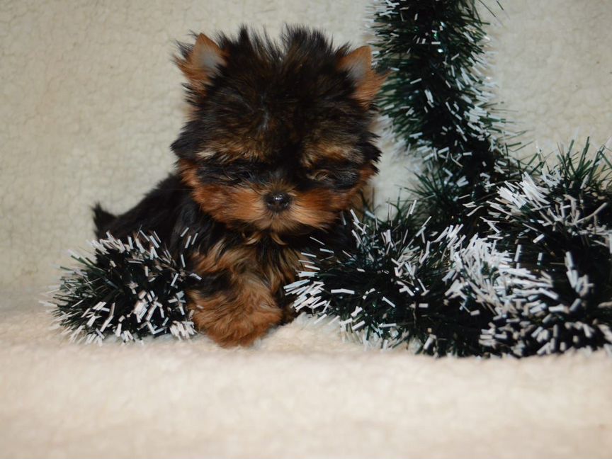 Микро мальчик красавчик