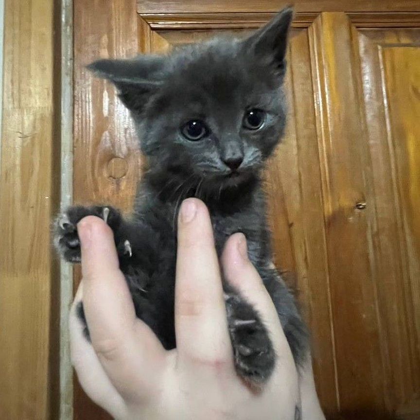 Котёнок в добрые руки