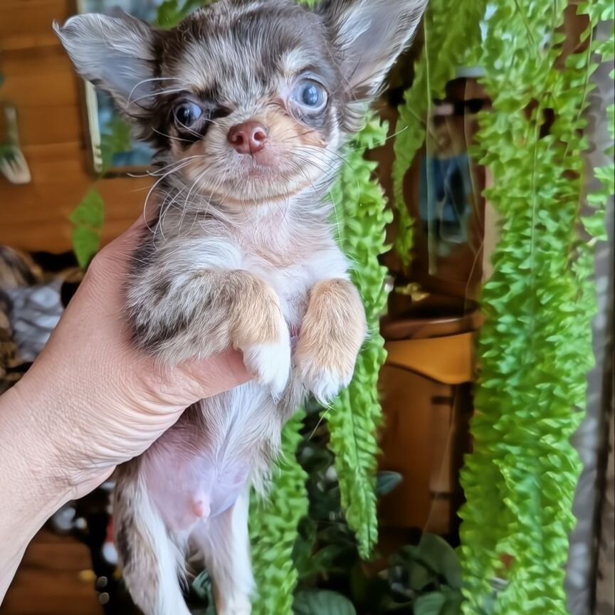 Чихуахуа, щенок