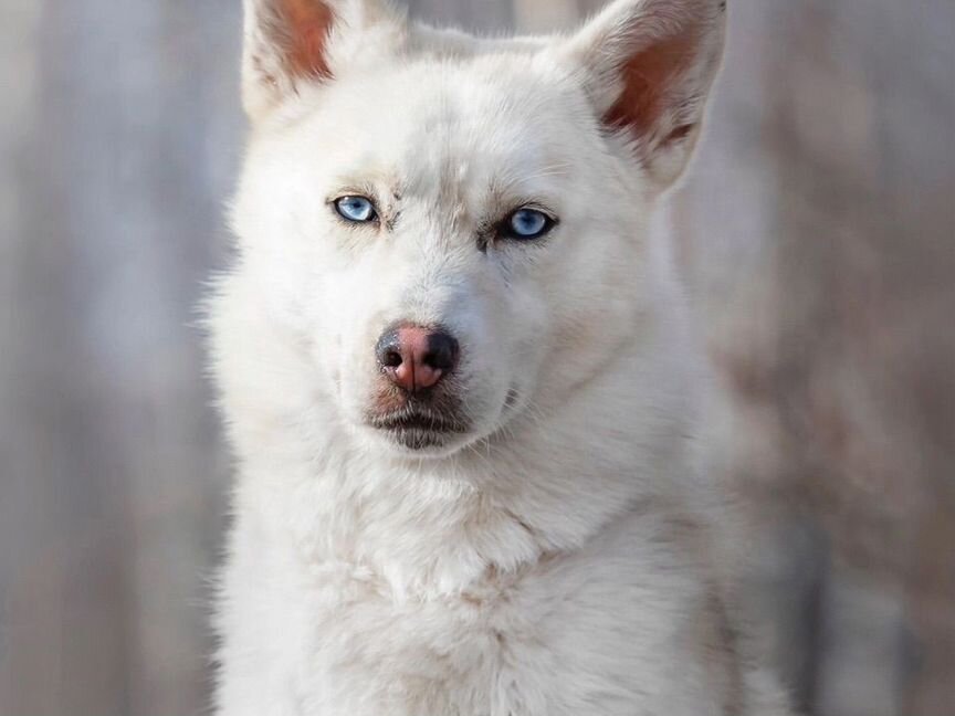 Очень милая и любящая метисочка хаски Кия