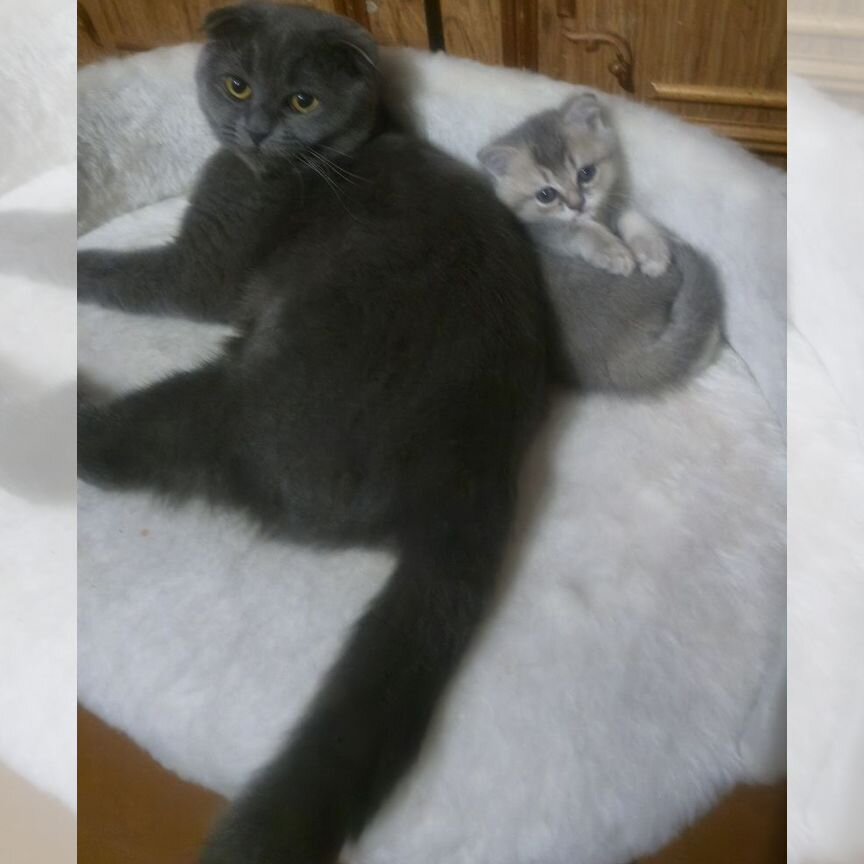 Шотландский прямоухий короткошёрстный котёнок