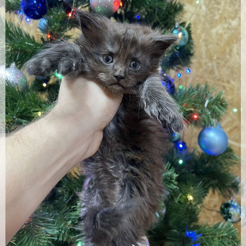 Мейн-кун котёнок