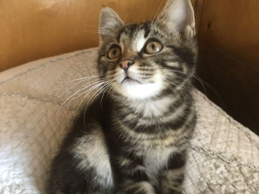 Котенок (мальчик 2 мес)