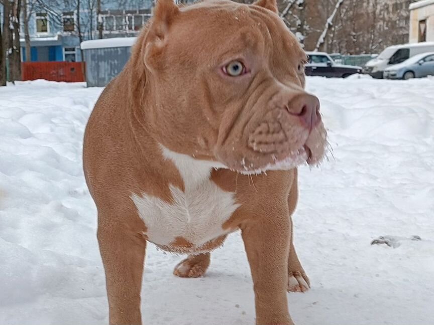 Щенки американского булли