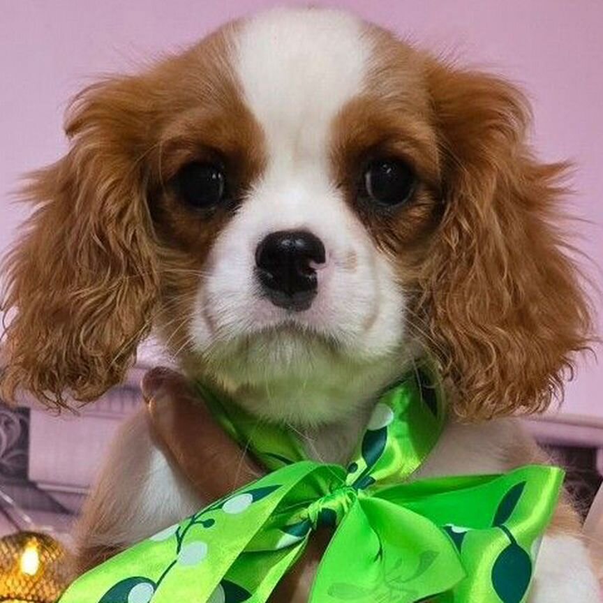 Кавалер кинг чарльз щенок девочка с РКФ