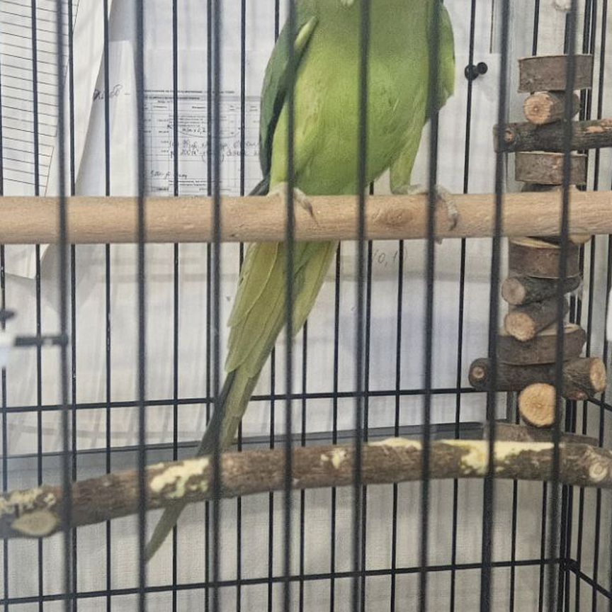 Ожереловый попугай самец