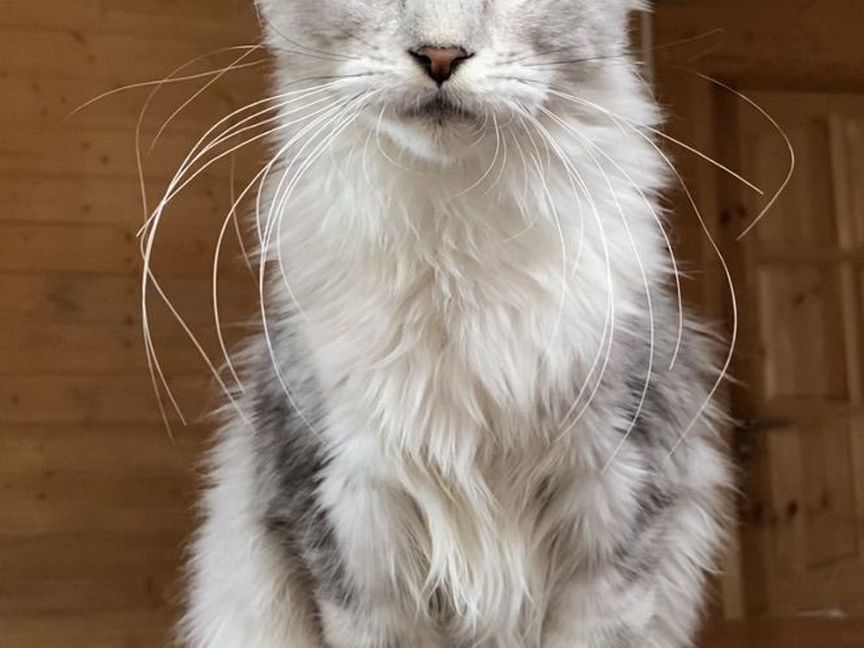 Полидактильная кошечка мейн-кун