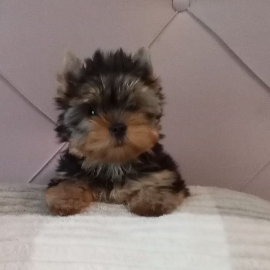 Йоркширский терьер девочка