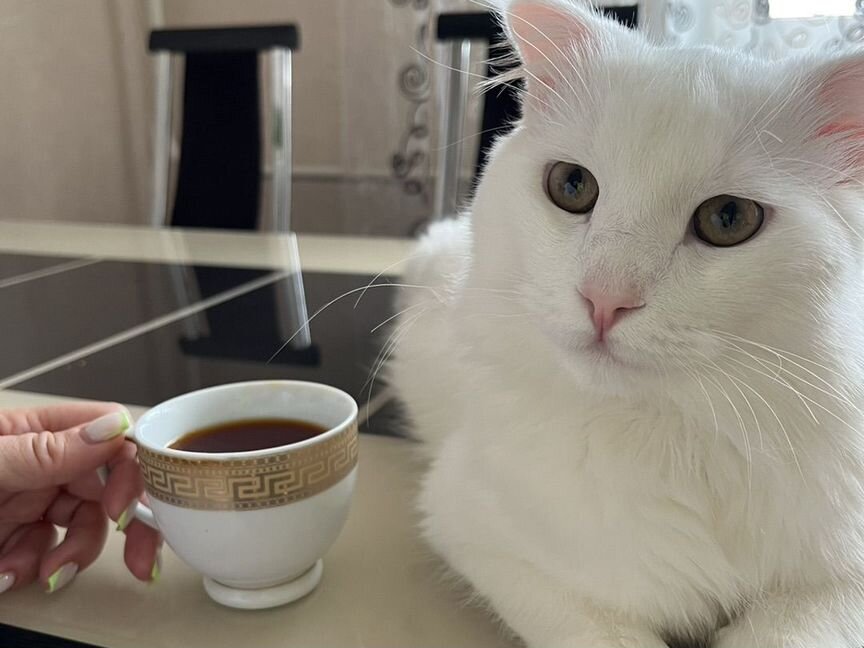 Кот на вязку