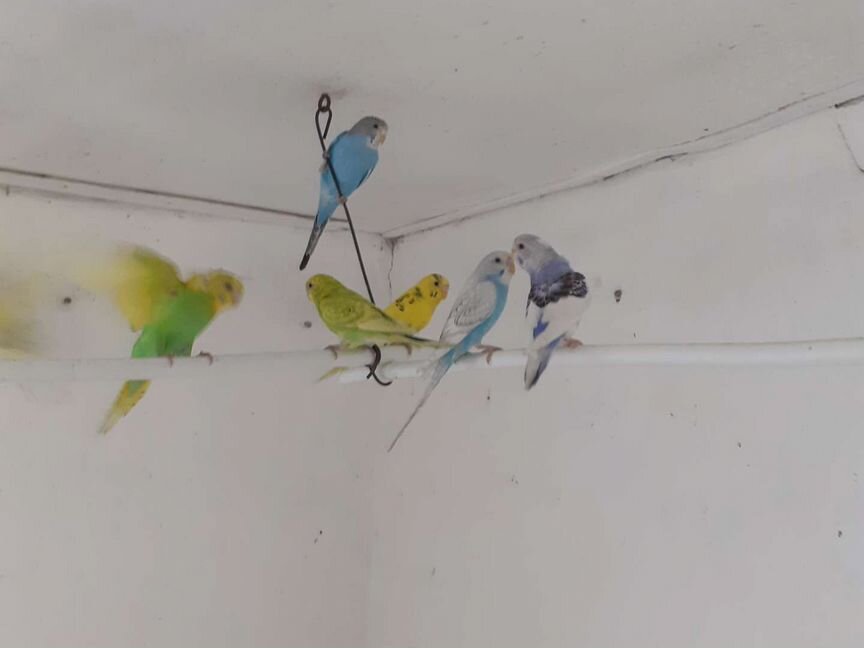 Птенцы волнистый попугай