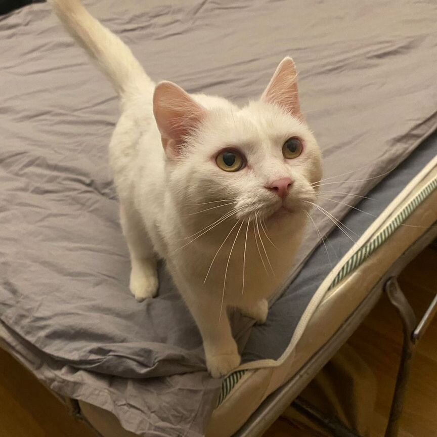 Взрослый кот в добрые руки