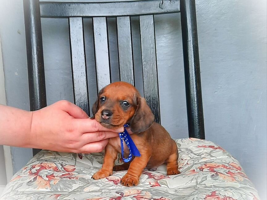 Таксята,мальчик и девочка