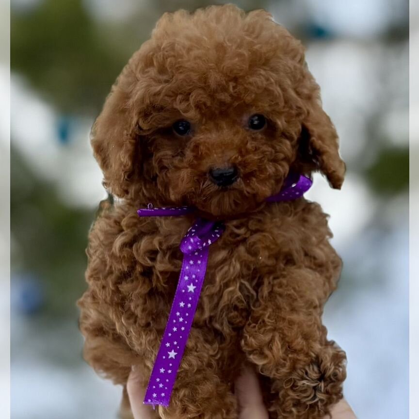 Той-пудель, щенок