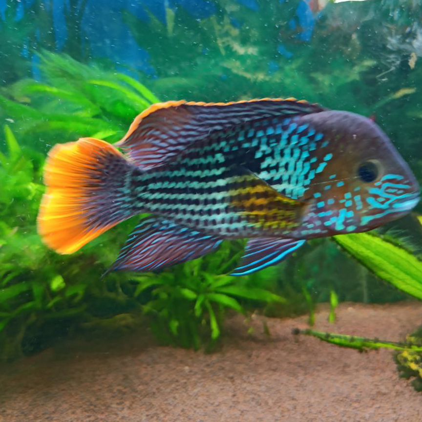 Мальки бирюзовой акары