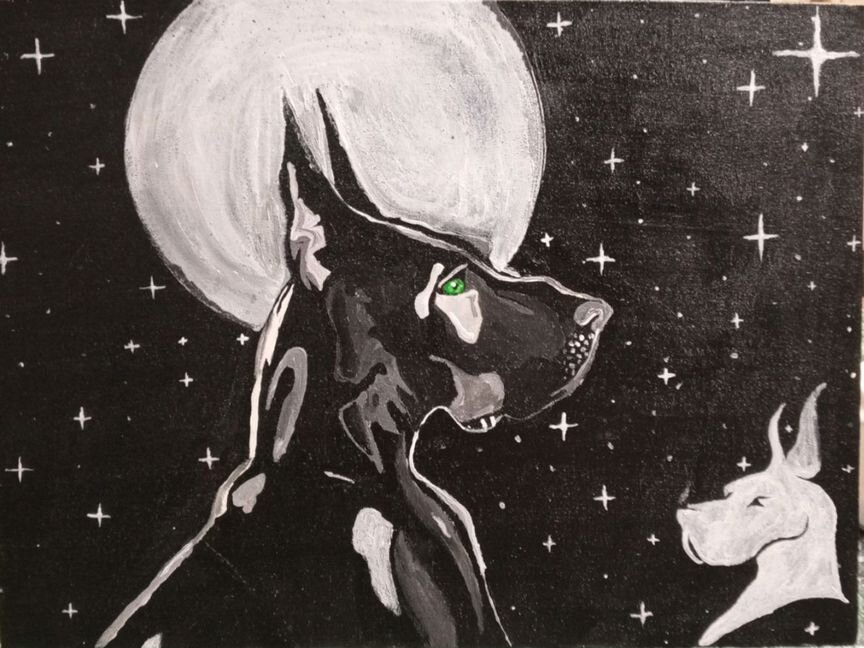 Немецкий дог на чёрном фоне