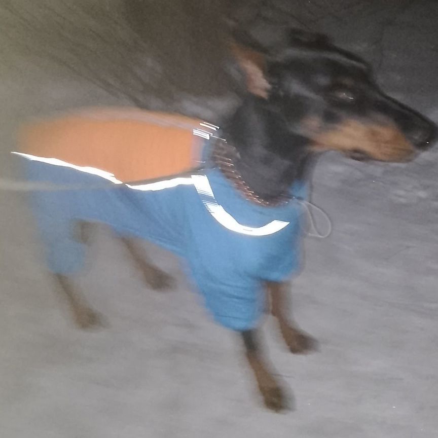 Доберман, взрослый пёс