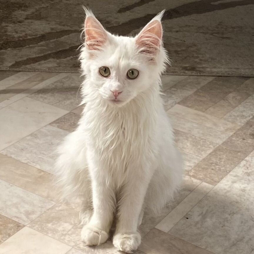 Белый мейн-кун котенок