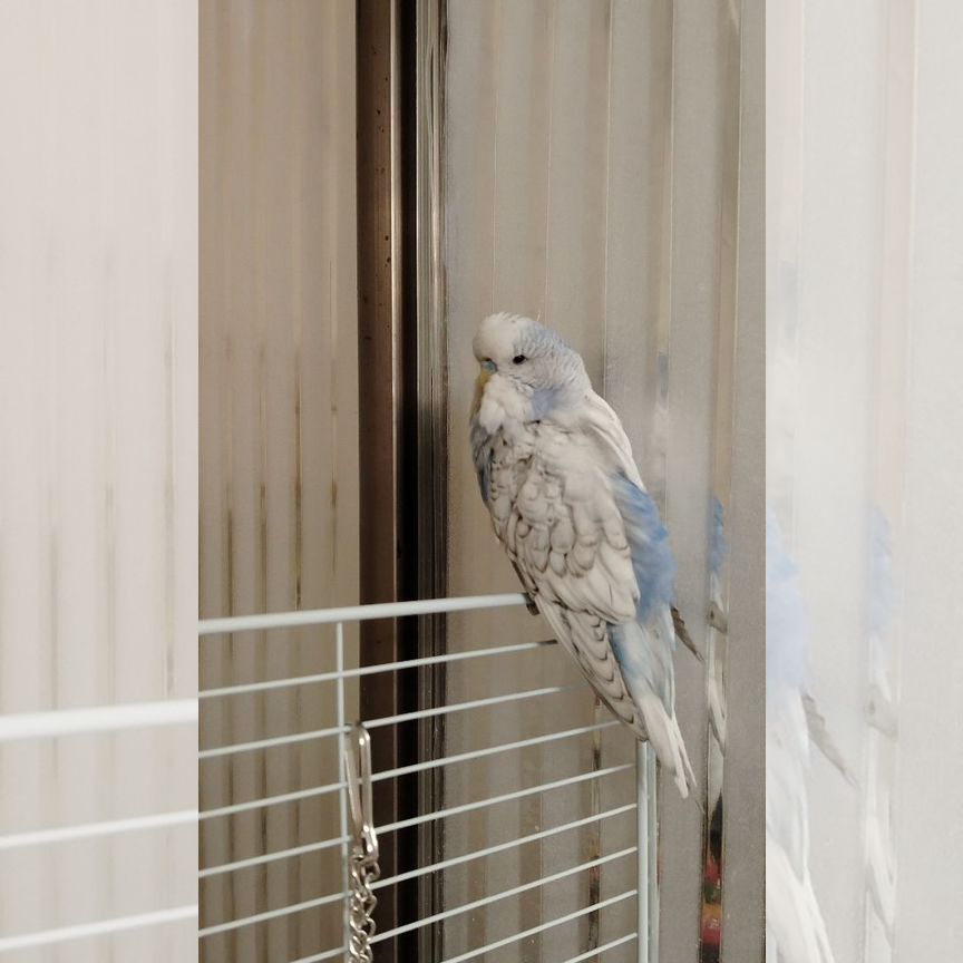 Волнистый попугай ввп чех. Возраст 4 месяца