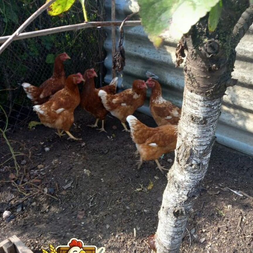 Куры несушки с доставкой