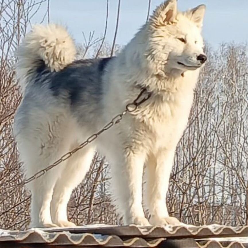 Собака в добрые руки отдам бесплатно