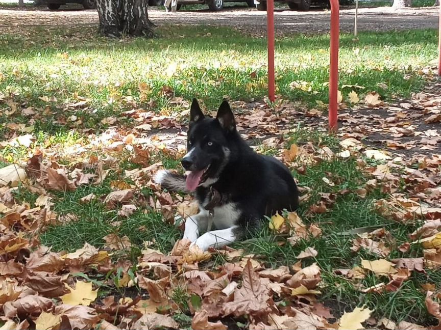 Собака в добрые руки отдам бесплатно